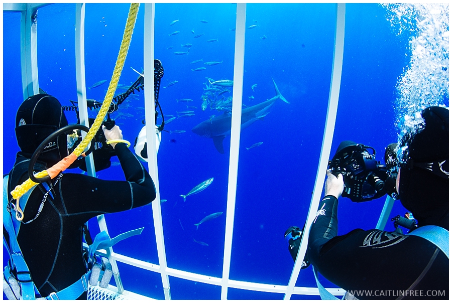 Cage Diving with Great White Sharks - Guadalupe Island, Mexico ...